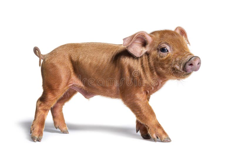 Standing Young Pig Looking at the Camera Mixedbreed, Isolated Stock ...