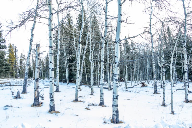Stands of Birch Trees. Jumping Pound Demonstration Forest Natural Area ...