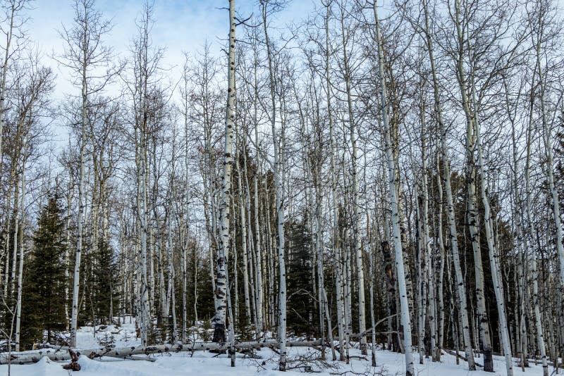Stands of Birch Trees. Jumping Pound Demonstration Forest Natural Area ...
