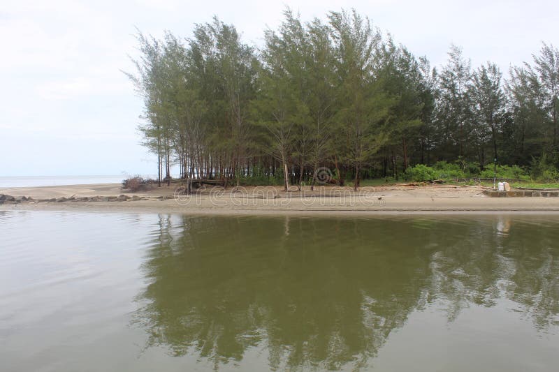 Spruce stands stock image. Image of surface, reflected - 271725397