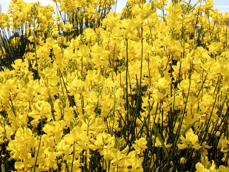 The Stands of Flowering Yellow Bushes in the Mountains, Greece Stock ...