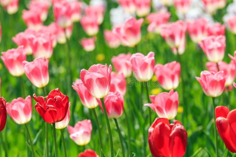 Beautiful tulips stock photo. Image of botany, fresh - 114855288