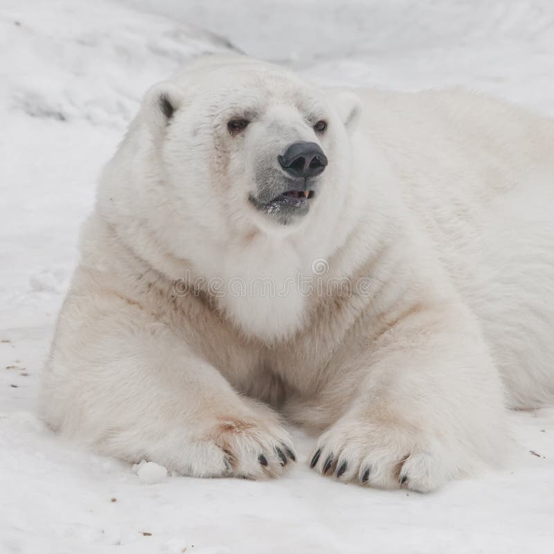 Stands Up Threateningly Powerful Polar Bear Lies in the Snow, Close-up ...