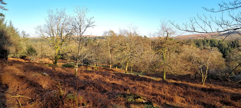 Stanlake Plantation Dartmoor National Park Devon Uk Stock Photo - Image ...
