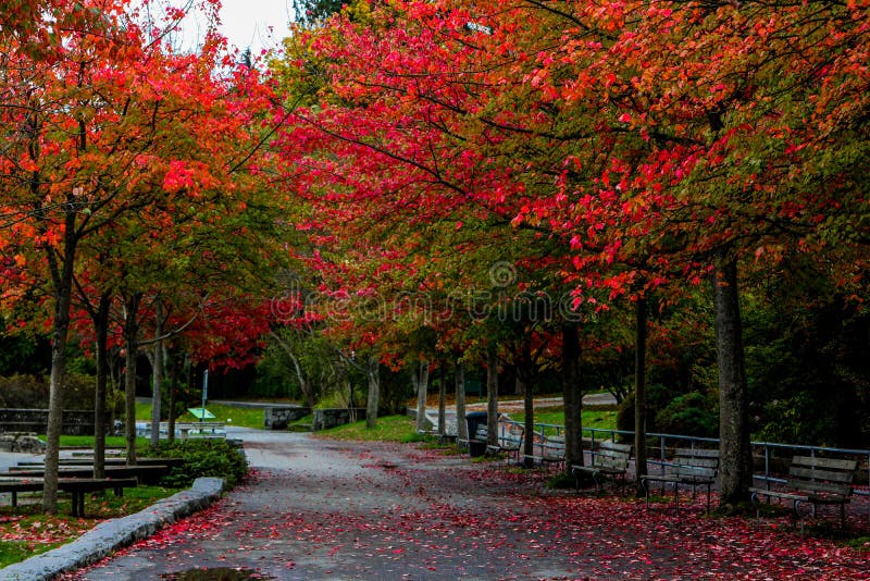 Stanley Park in the fall. editorial photography. Image of beautiful ...