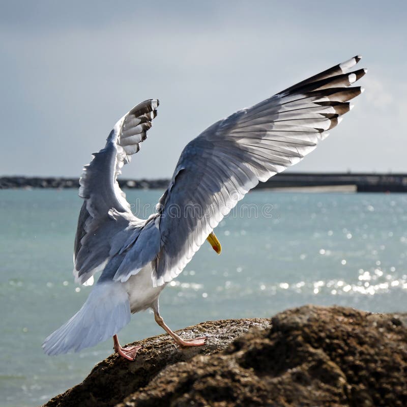 Stap licht over de Rotsen stock afbeelding. Image of meeuw - 36208047