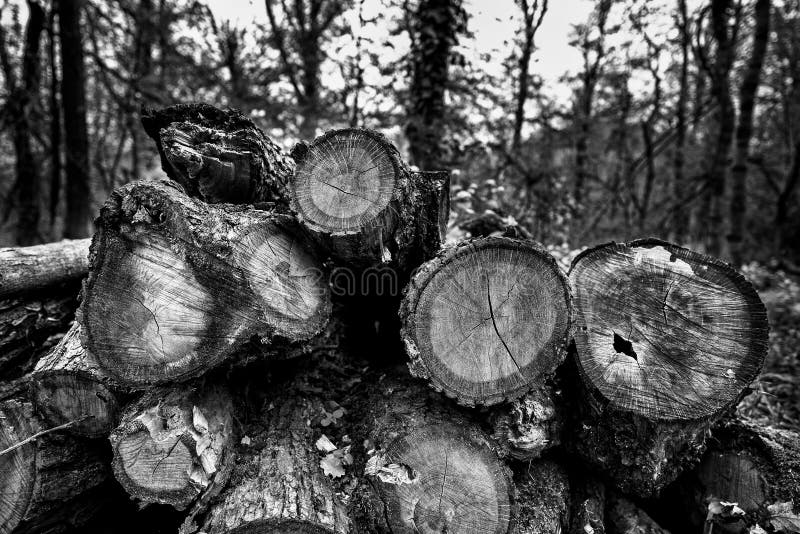 Stapel Van Houten Boomstammen Stock Foto - Image of milieu, boomstam ...