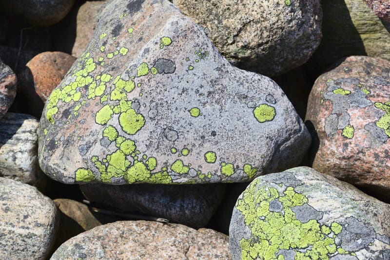 Het korstmos van de steen stock foto. Image of steen - 20499214