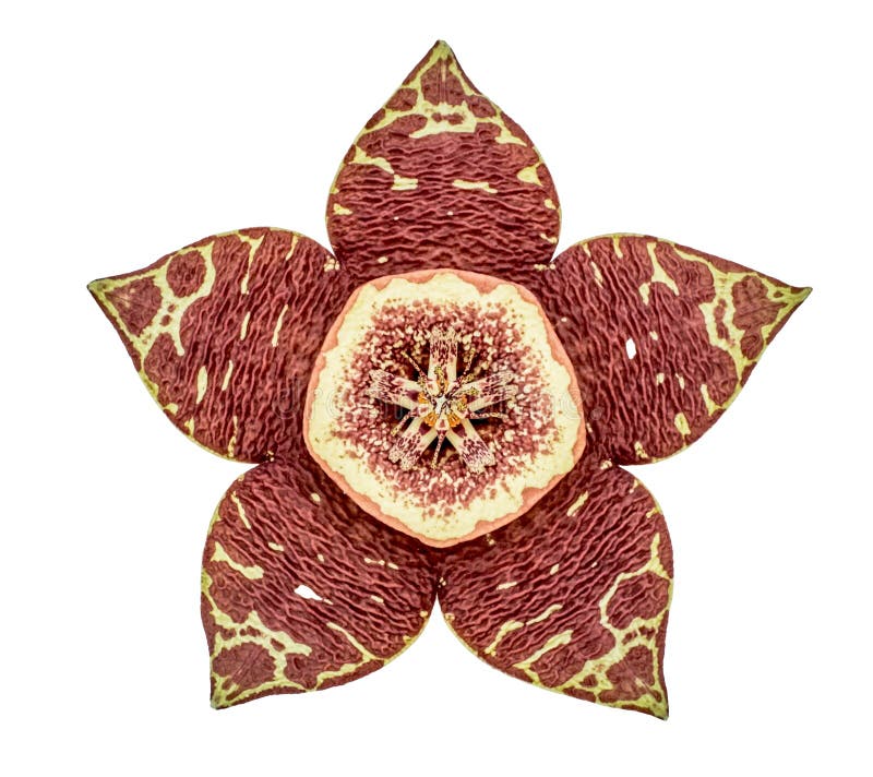 Starfish Cactus Flower stock image. Image of rocks, contrast - 12124627