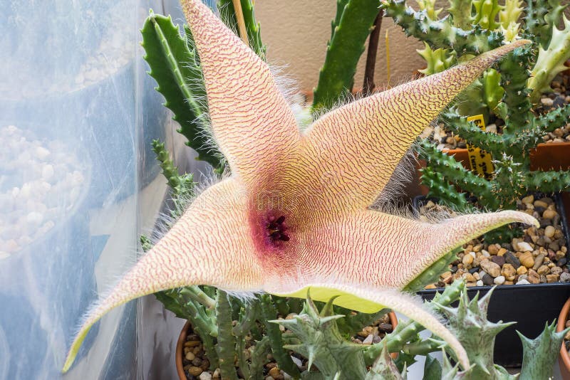 Stapelia Gigantea Blooming Flower Stock Image - Image of cactus ...