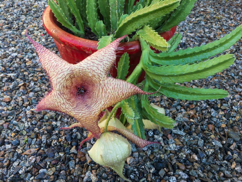 Stapelia Gigantea Cactus with Big Flower Stock Photo - Image of unusual ...