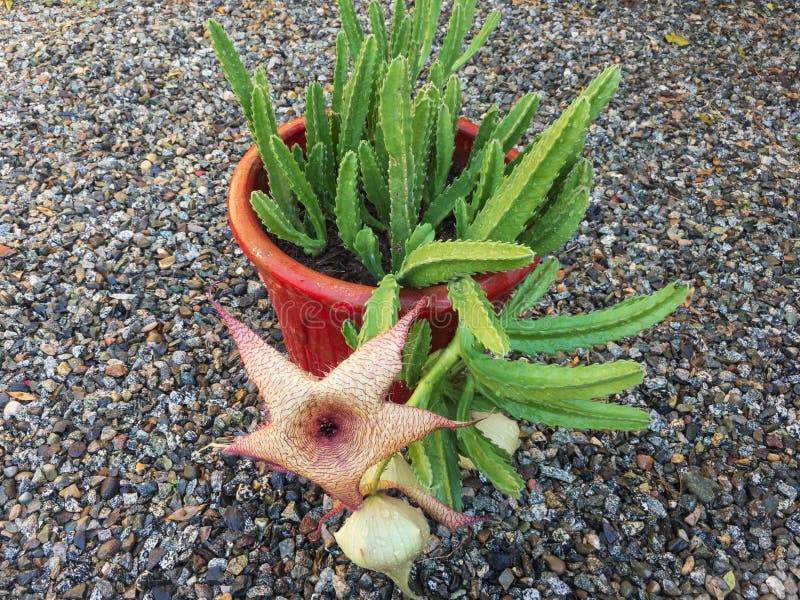 Stapelia Gigantea Cactus Planted in Red Pot Stock Image - Image of ...