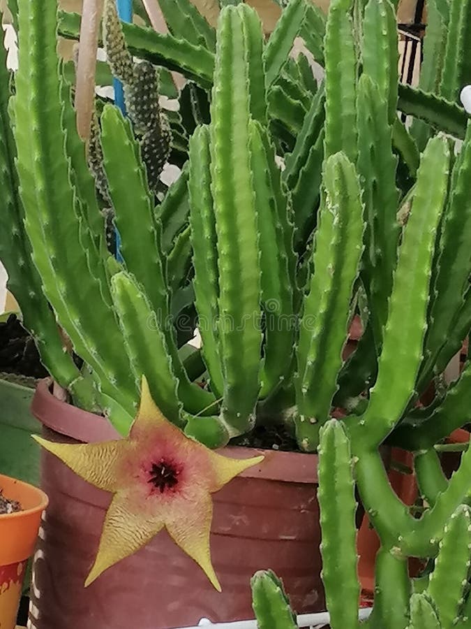 Stapelia gigantea stock image. Image of stapelia, potted - 189786331