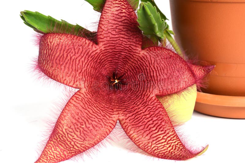 Stapelia Nobilis flower stock image. Image of stapelia - 60452667