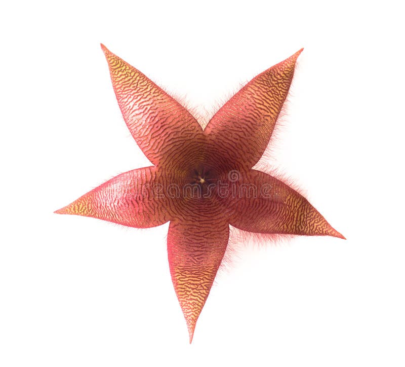 Stapelia Flower Stock Images - Download 226 Royalty Free Photos
