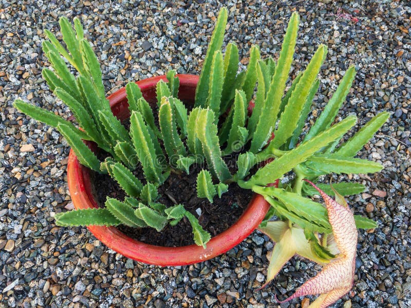 Stapelia Plant in Red Pot View from Top Above Stock Image - Image of ...