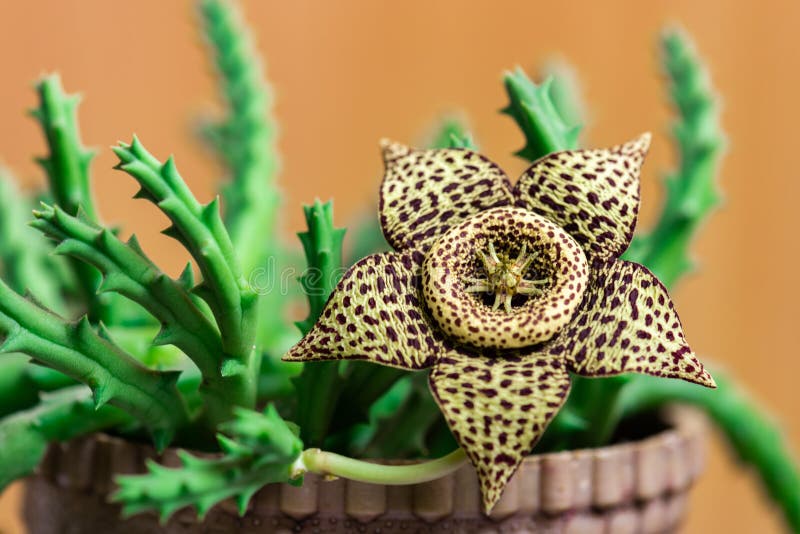 Stapelia variegata flower stock image. Image of floral - 130059115
