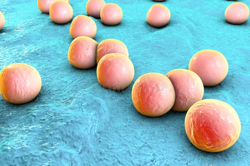 Staphylococci on the Surface of Skin Stock Illustration - Illustration ...