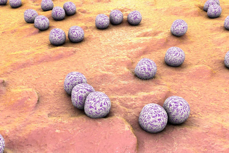 Staphylococci on the Surface of Skin Stock Illustration - Illustration ...