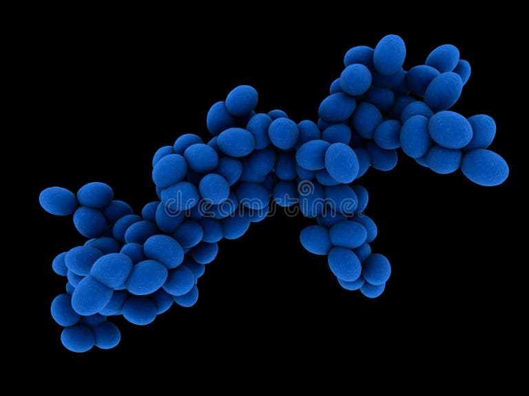Streptococcus Staphylococcus Stock Illustrations – 909 Streptococcus ...