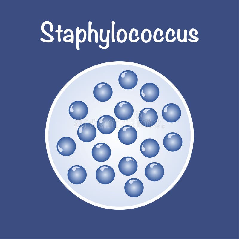Staphylococcus. Bacteria Classification. Spherical Shapes of Bacteria ...