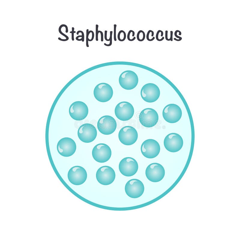 Staphylococcus. Bacteria Classification. Spherical Shapes of Bacteria ...