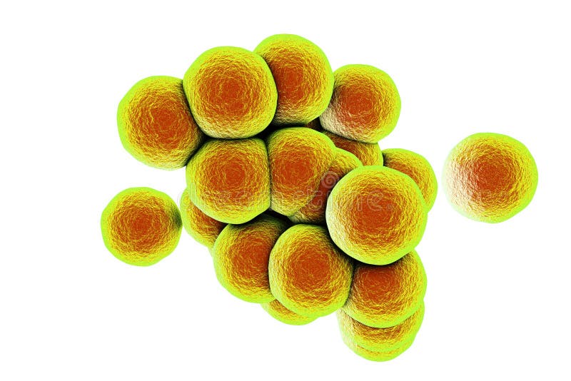 Bacteria Staphylococcus Aureus Stock Illustration - Illustration of ...