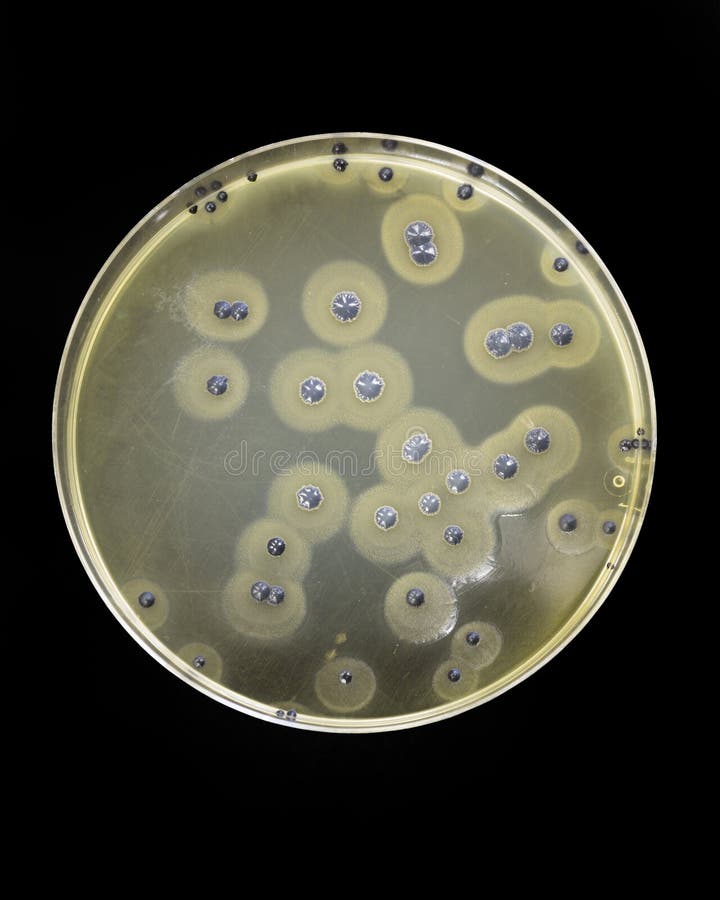 Staphylococcus Aureus Agar Staphylococcus Aureus Agar
