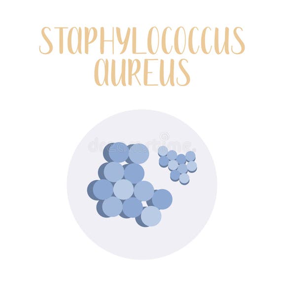 Staphylococcus Aureus, Pathogen. Spherical, Gram-positive Bacteria ...