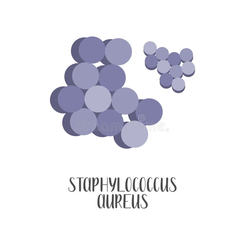 Staphylococcus. Bacteria Classification. Spherical Shapes of Bacteria ...