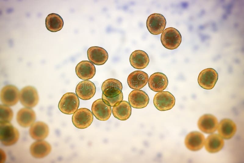 Staphylococcus Bacteria, 3D Illustration. Stock Illustration ...