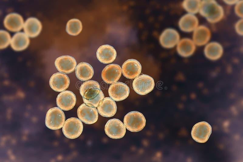Staphylococcus Bacteria, 3D Illustration. Stock Illustration ...