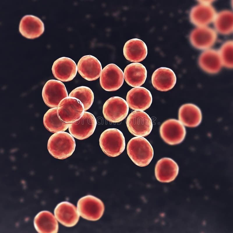 Staphylococcus Bacteria, 3D Illustration. Stock Illustration ...