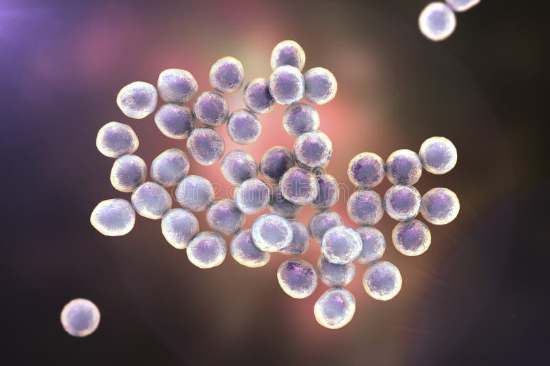 Staphylococcus. Bacteria Classification. Spherical Shapes of Bacteria ...