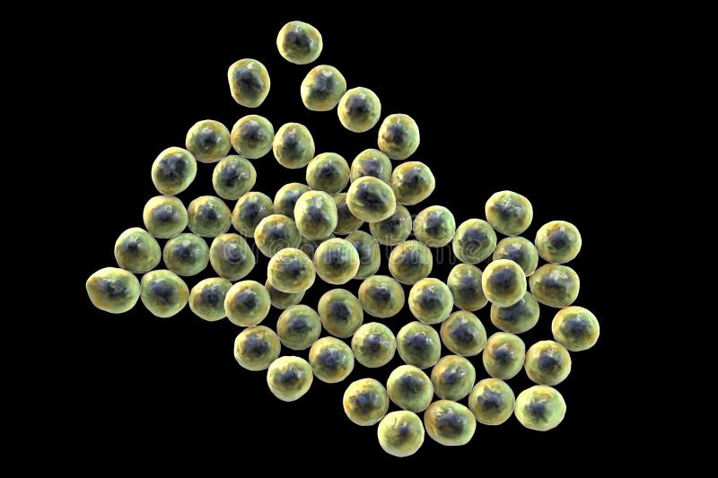 Staphylococcus. Bacteria Classification. Spherical Shapes of Bacteria ...