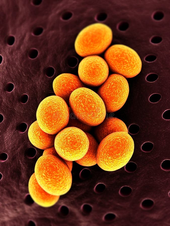 Staphylocoque illustration stock. Illustration du coque - 11953432