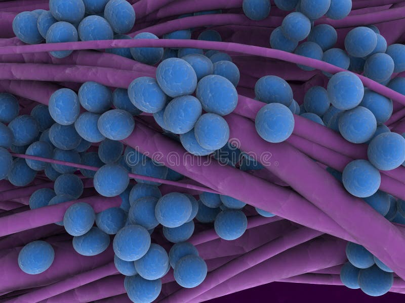 Staphylocoque illustration stock. Illustration du mauvais - 5498864