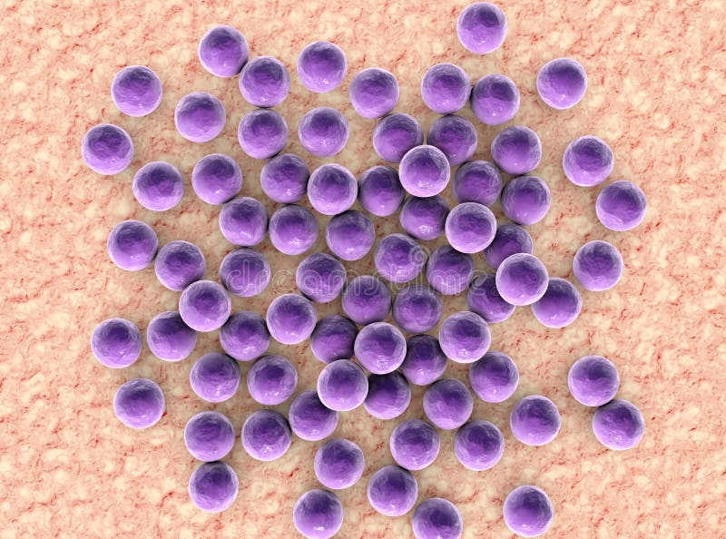 Staphylocoques, Bactéries Sphériques Illustration Stock - Illustration ...