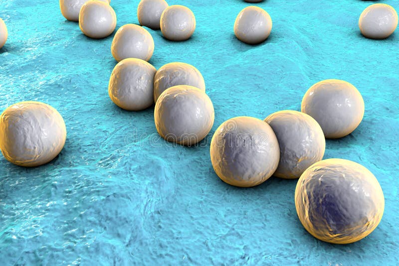 Staphylocoques Sur La Surface De La Peau Illustration Stock ...