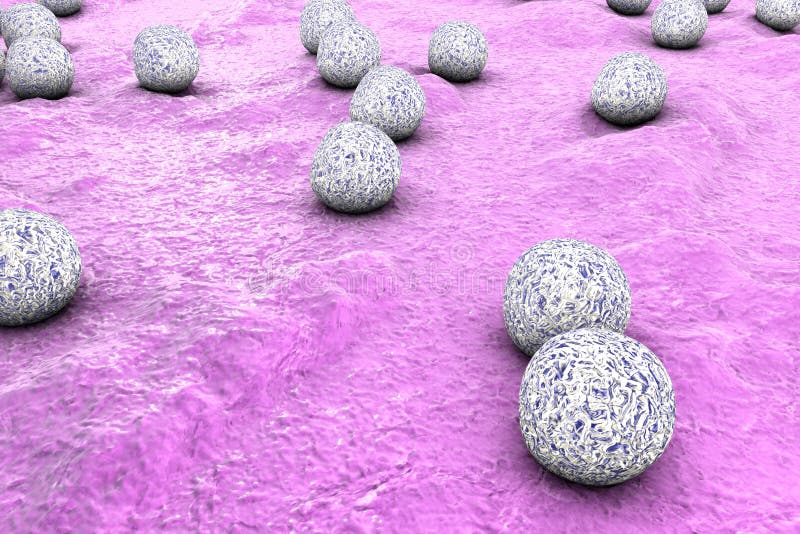 Staphylocoques Sur La Surface De La Peau Illustration Stock ...