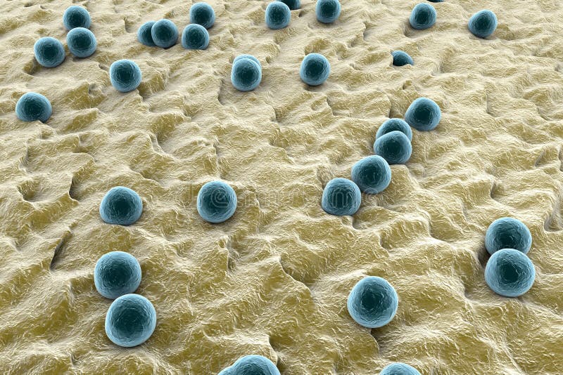 Staphylocoques Sur La Surface De La Peau Illustration Stock ...