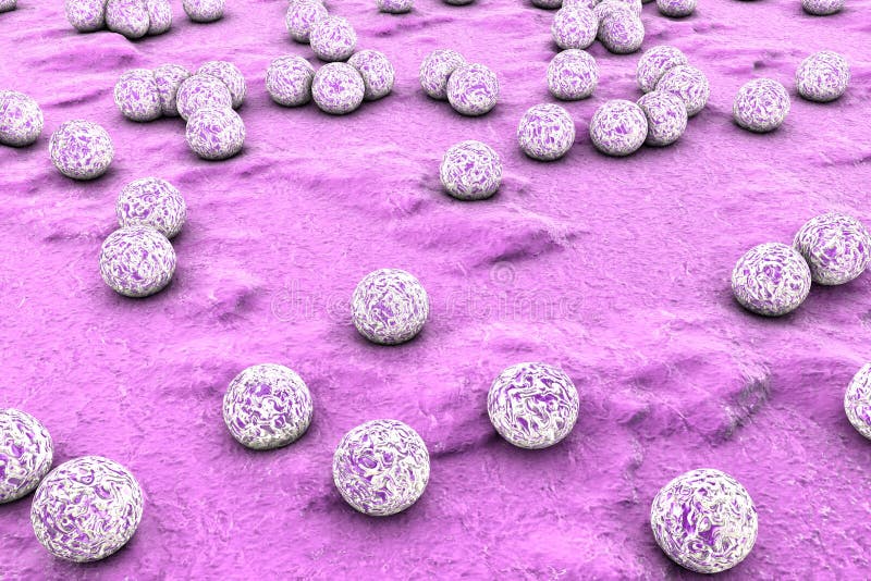 Staphylocoques Sur La Surface De La Peau Illustration Stock ...