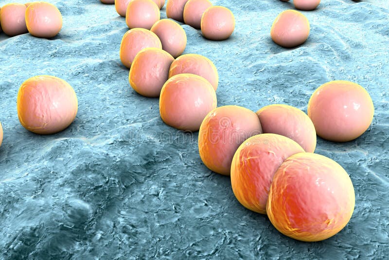 Staphylocoques Sur La Surface De La Peau Illustration Stock ...