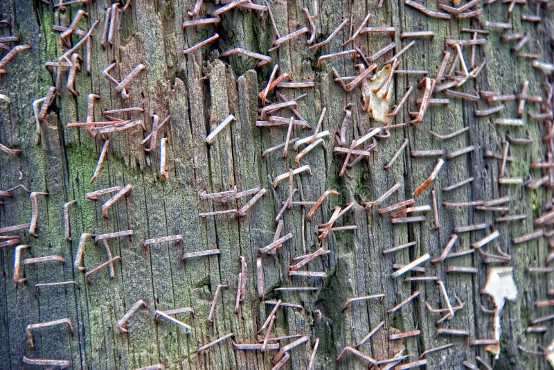 Staples stock image. Image of damaged, grunge, destroyed - 10794031