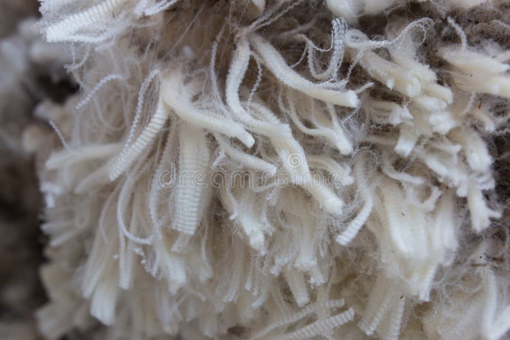 Staples of High Quality Merino Wool Stock Photo - Image of fluffy ...