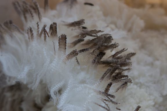 Staples of merino wool stock image. Image of hair, fluffy - 54913323