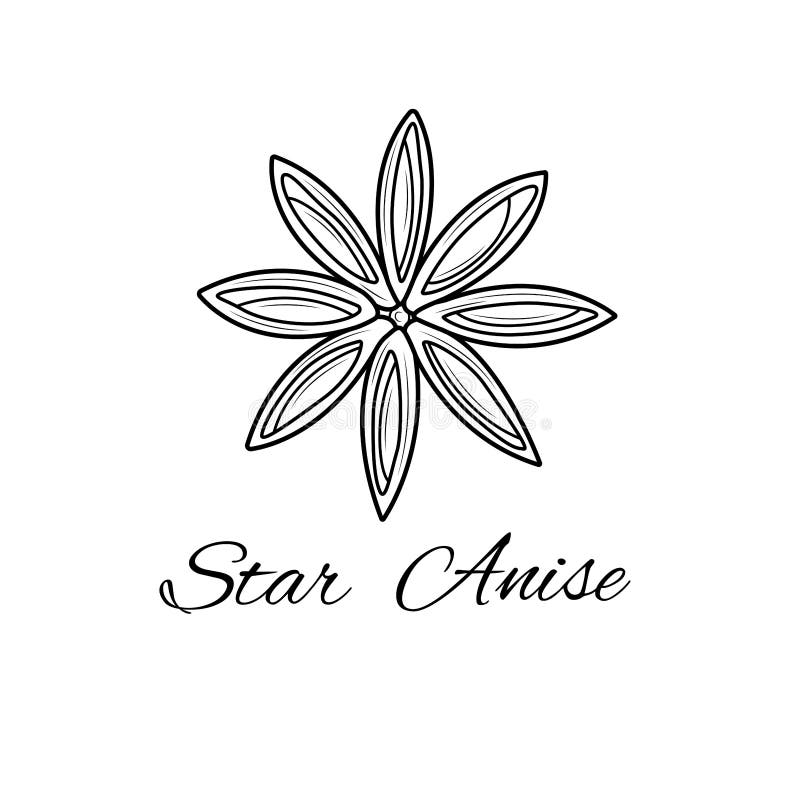 Star Anise Drawing