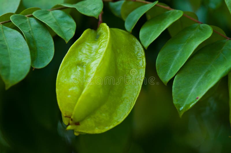 Star apple stock photo. Image of isolated, healthy, equatorial - 16043410