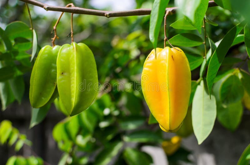 Star apple stock image. Image of nutrition, closeup, health - 27804637