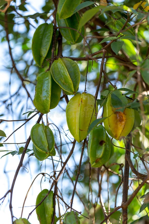 Star apple stock image. Image of agriculture, apple, fresh - 83627935
